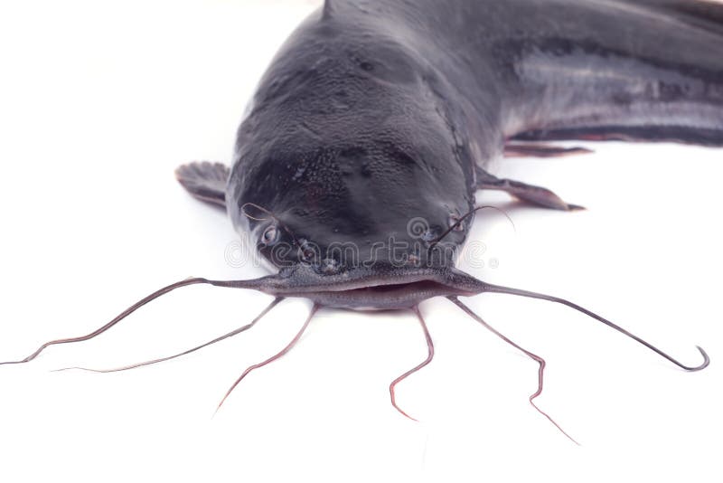 1,542 Mustache Fish Stock Photos - Free & Royalty-Free Stock Photos ...