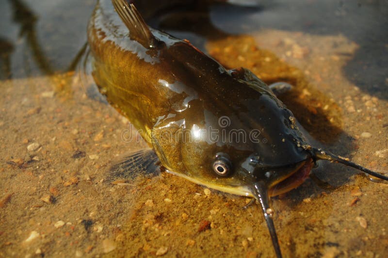 Catfish stock image. Image of danger, nature, catfish - 19386569