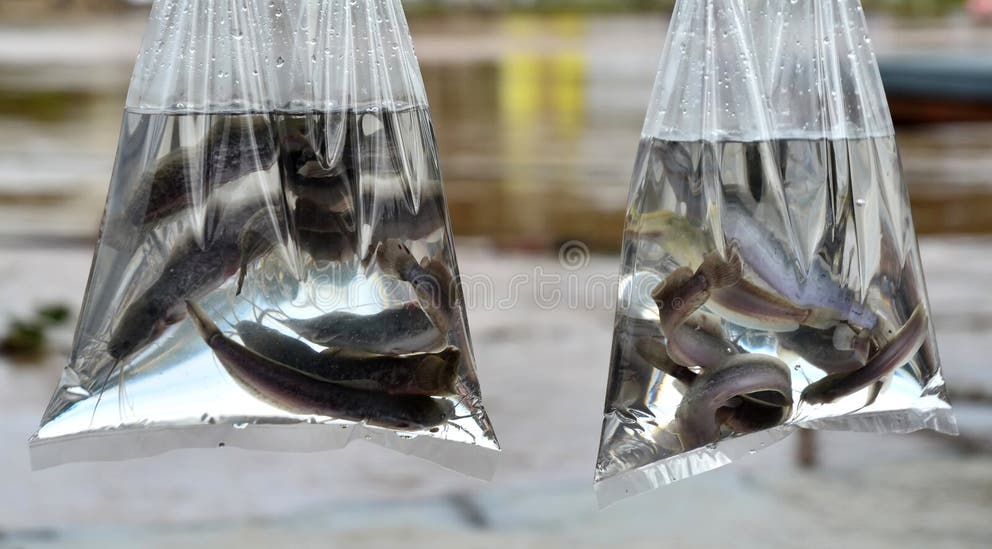 Catfish stock photo. Image of bags, closeup, fishing - 21379588