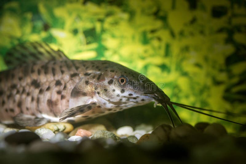 Colorful tropical catfish stock photo. Image of fish, aquarium - 3106046