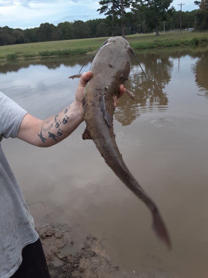 Catfish stock photo. Image of catfish, catch, lake, pond - 161107614