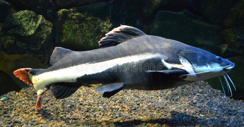 Marine Catfish stock photo. Image of underwater, blue, black - 303324
