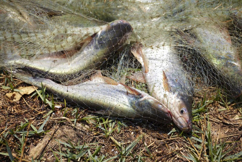 Catfish stock photo. Image of silurus, heavy, activity - 38896994