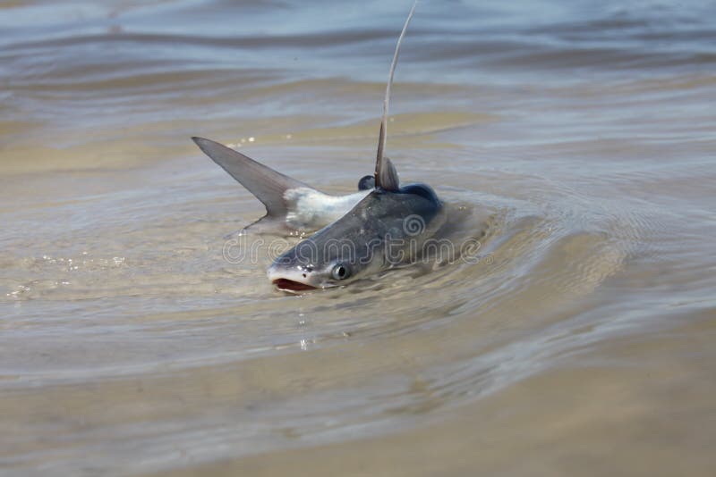 Catfish stock image. Image of fish, freshwater, underwater - 113361199