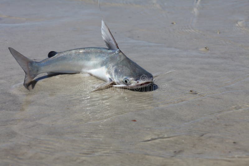 Catfish in Shallow Water in Clear Water Stock Photo - Image of group ...
