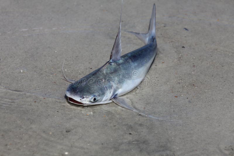 Catfish stock photo. Image of beach, close, life, ocean - 113361218
