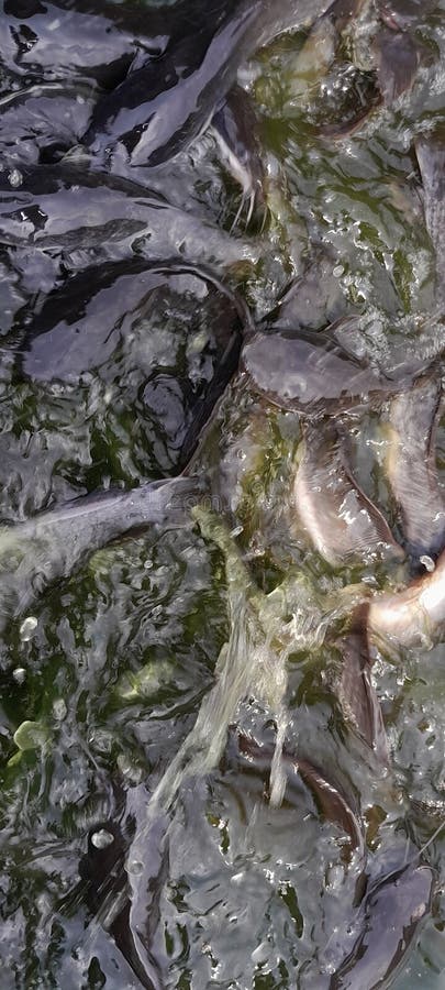 Catfish Farming in Indonesia Stock Image - Image of catfish, farm ...