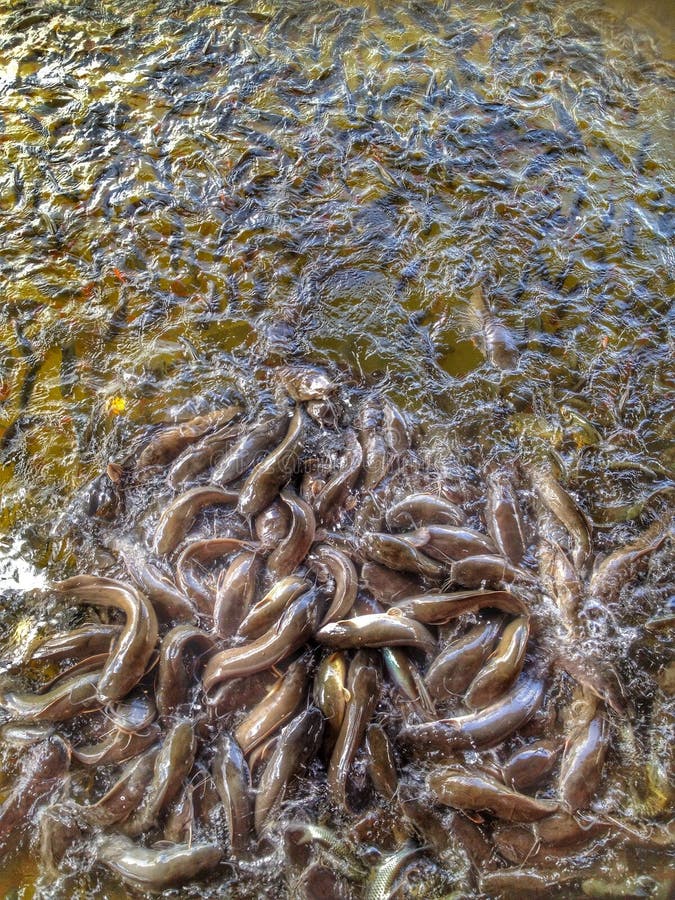 Catfish stock image. Image of feed, feeding, catfishs - 42693781