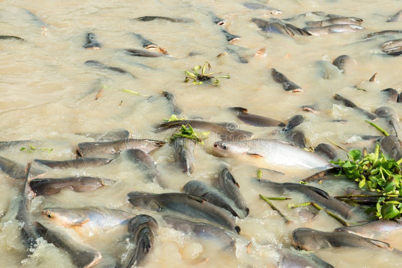 Catfish stock image. Image of life, hobby, breed, hungry - 69811661