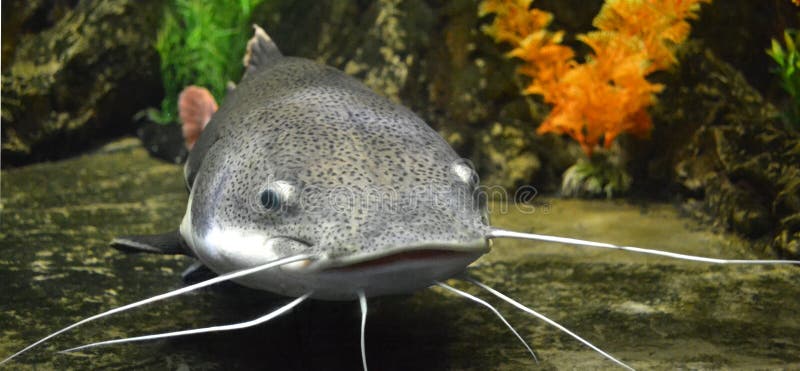 Catfish fish eat feed stock photo. Image of nature, fish - 39995624