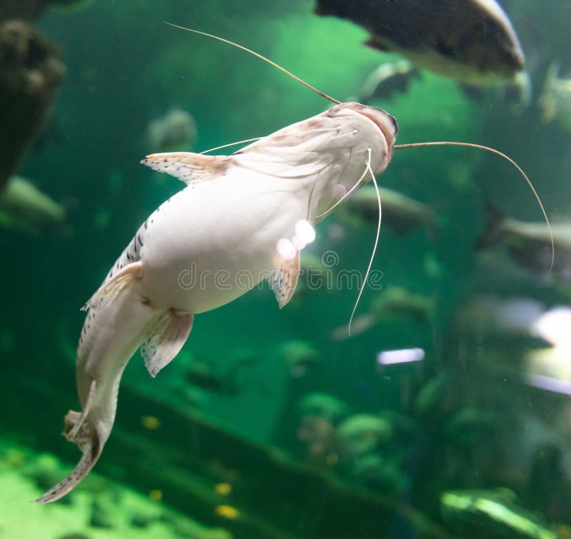 Catfish Fish Swims in an Aquarium Stock Image - Image of black, fauna ...