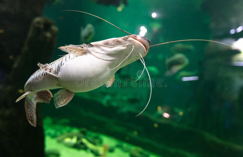 Catfish Fish Swims in an Aquarium Stock Photo - Image of underwater ...