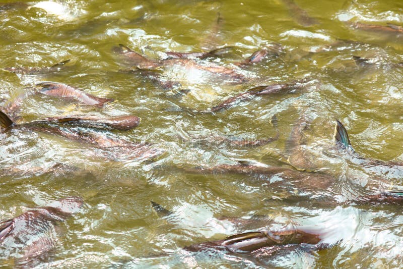 Catfish Fish Swims on the Surface of the Water Stock Photo - Image of ...
