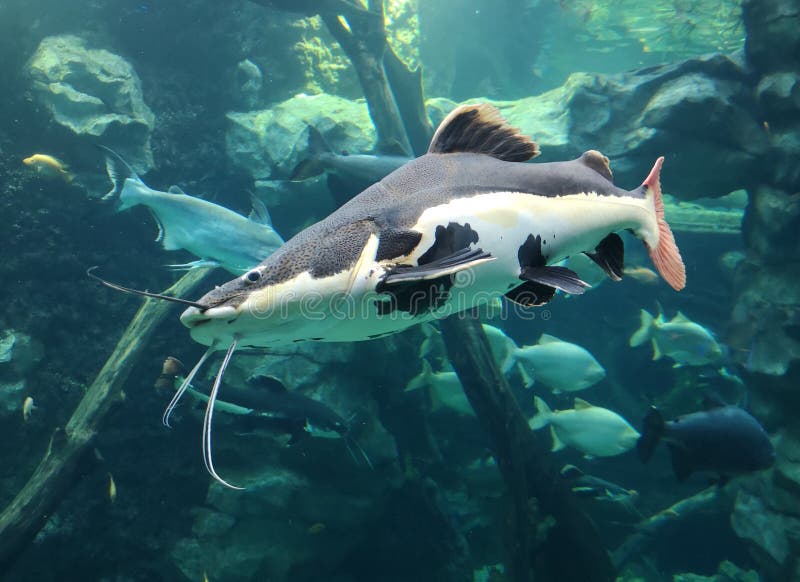 Catfish Fish Swims in the Water Stock Image - Image of ocean, marine ...