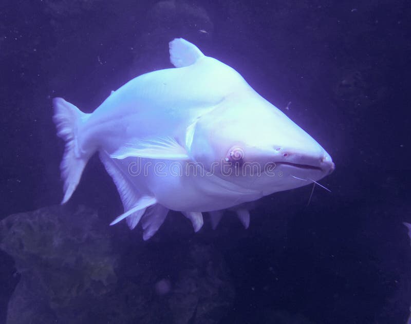 Catfish Fish Swims in the Water Stock Photo - Image of ocean, lake ...