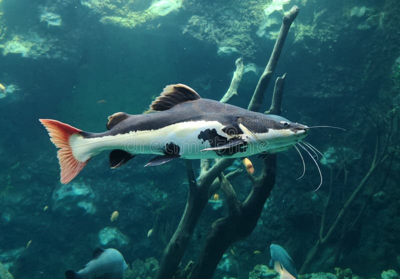 Catfish Fish Swims in the Water Stock Image - Image of life, wildlife ...