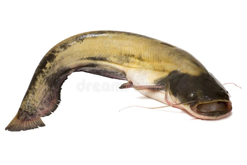 Catfish fresh slices stock photo. Image of mediterranean - 75133364