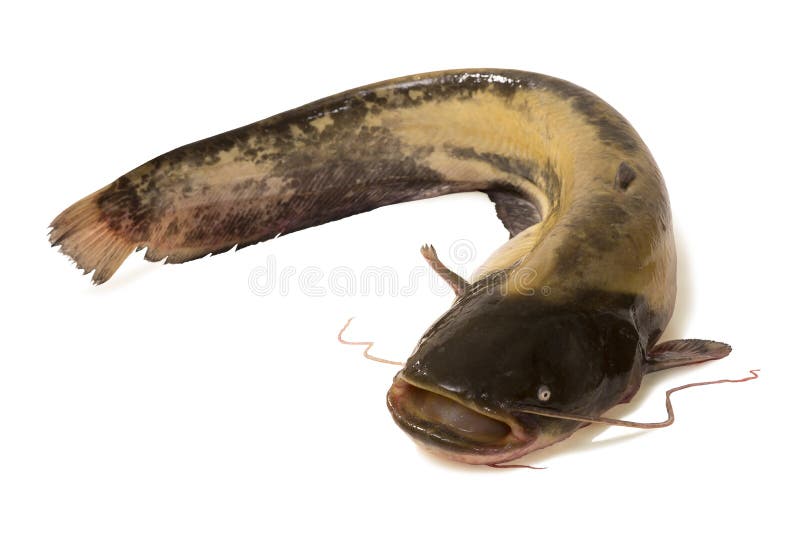 Catfish fresh slices stock image. Image of natural, omega - 75132847