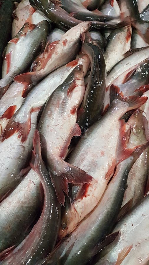 Catfish Fresh Traditional Market Stock Photo - Image of dish, market ...