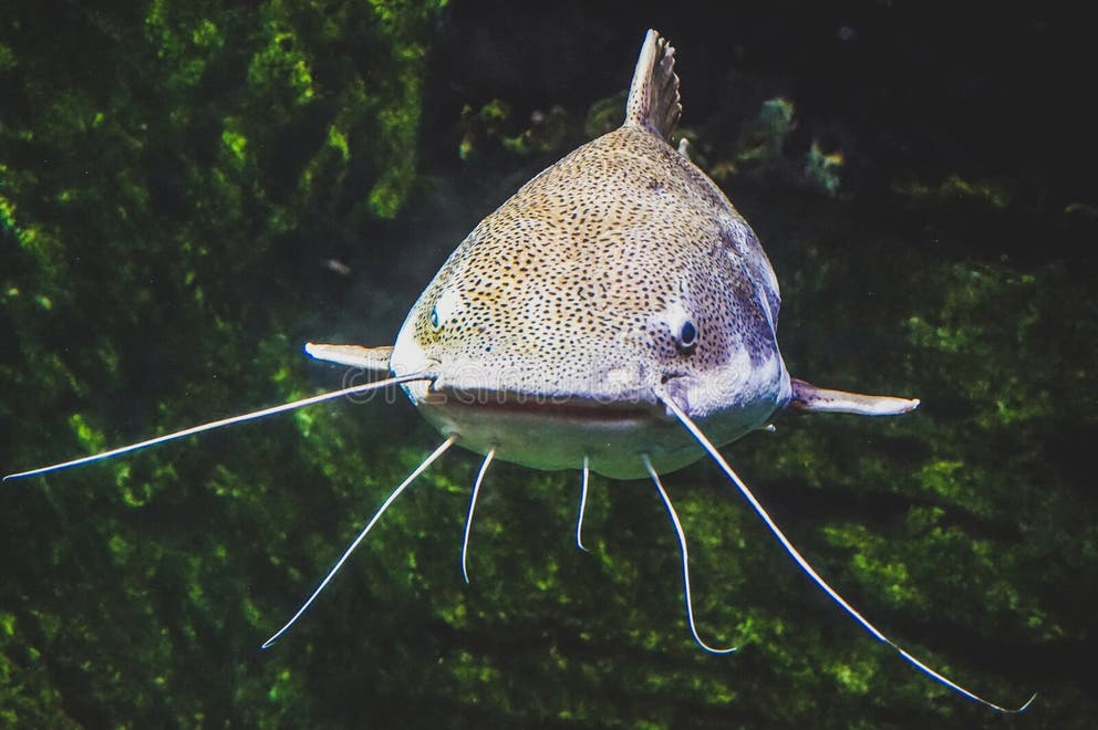 Catfish - Full-length Photograph - Front View Stock Photo - Image of ...