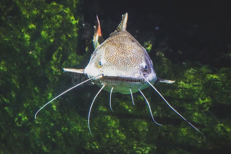 Catfish - Full-length Photograph - Front View Stock Image - Image of ...