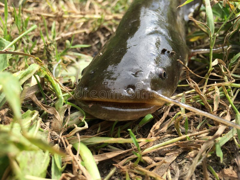 Catfish stock photo. Image of fauna, organism, newt, fish - 95773194