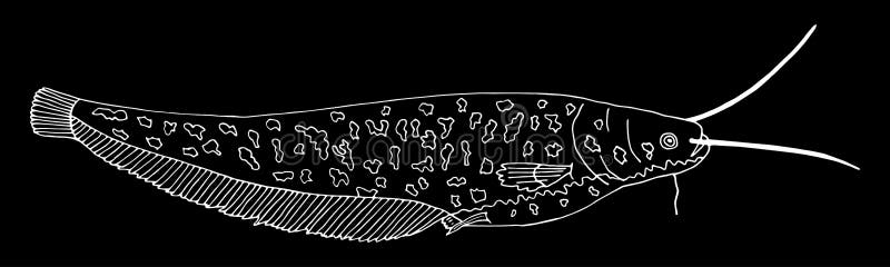 Catfish Hand Drawn Doodle Vector Illustration. Abstract River or Lake ...