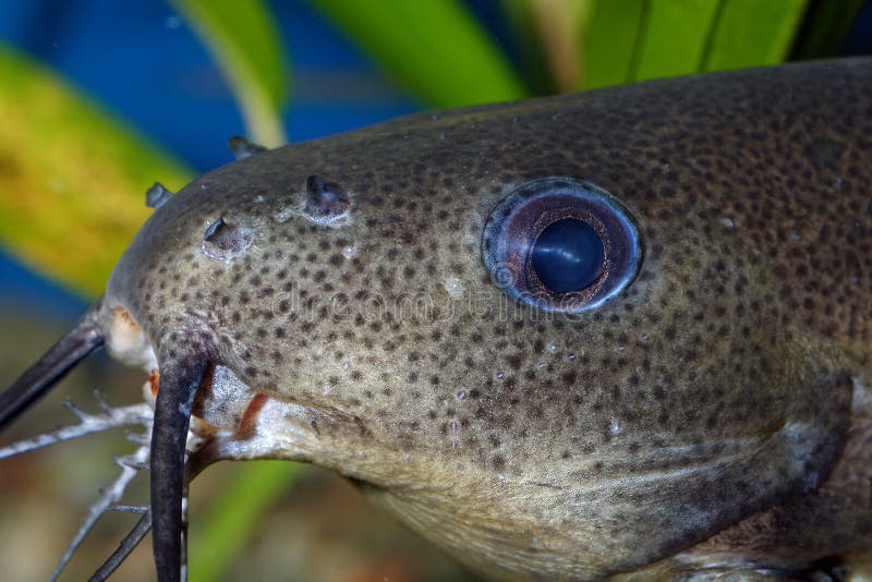Catfish head stock photo. Image of tail, swimming, underwater - 49912334