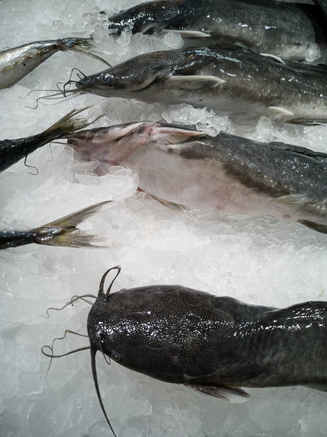 Catfish on ice flake stock photo. Image of meat, product - 143011902