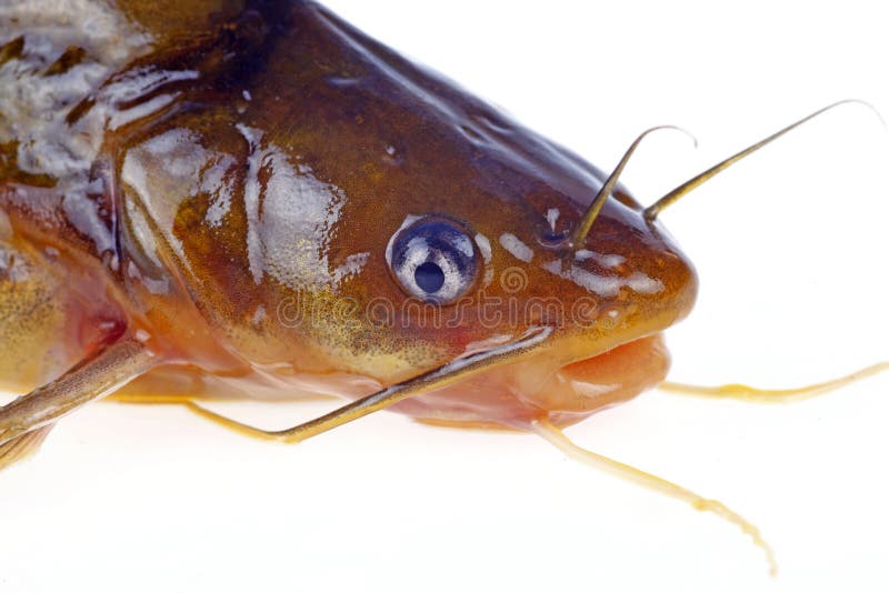 Catfish stock photo. Image of alive, river, eating, nature - 122082338