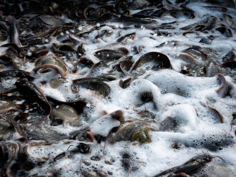 Catfish Live Massively in the Container Stock Photo - Image of fast ...