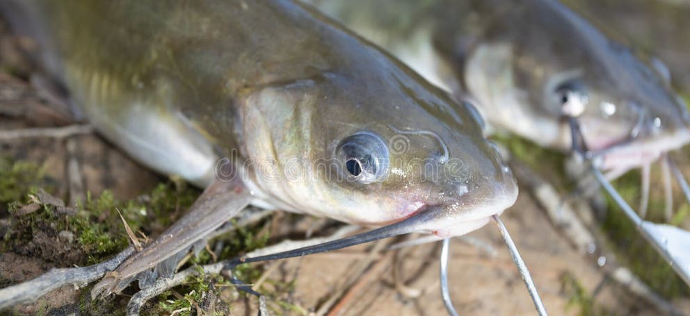 Catfish with long whiskers stock image. Image of animal - 256066791