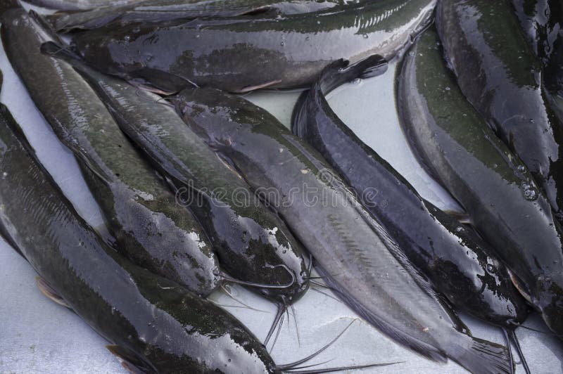 Catfish in Market, Thailand Stock Image - Image of isolated, crops ...