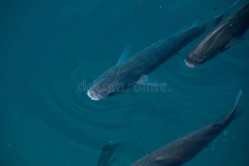 Catfish in the Mediterranean Sea Stock Image - Image of blue, landscape ...
