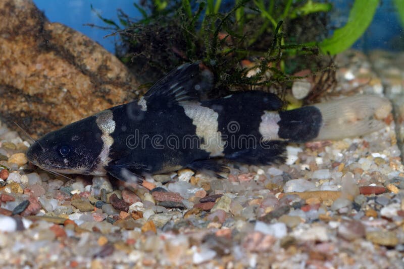 Catfish stock image. Image of catfish, nature, hunting - 49932861