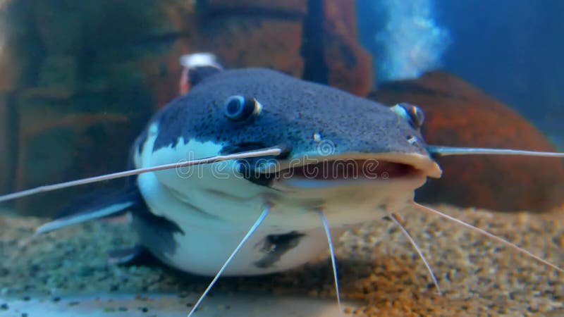 Catfish in the Ocean Aquarium. Fish from Ocean in the Aquarium Stock ...