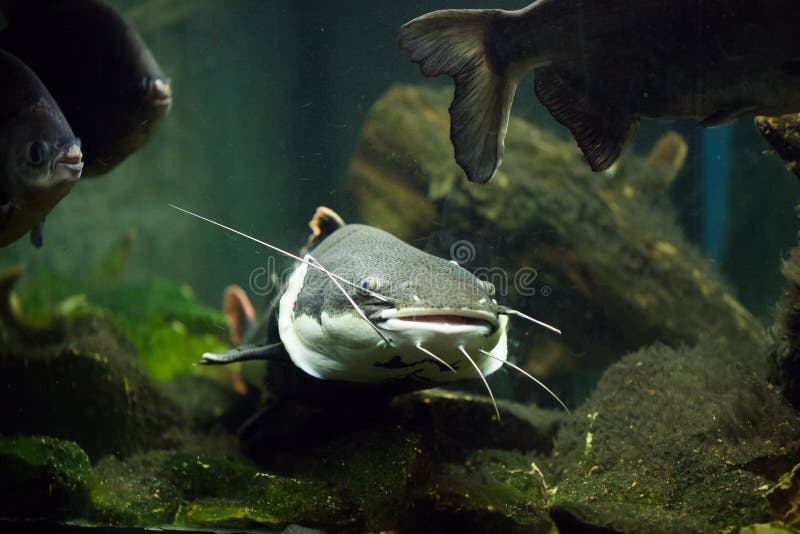 Catfish Stock Photos - Download 12,303 Royalty Free Photos