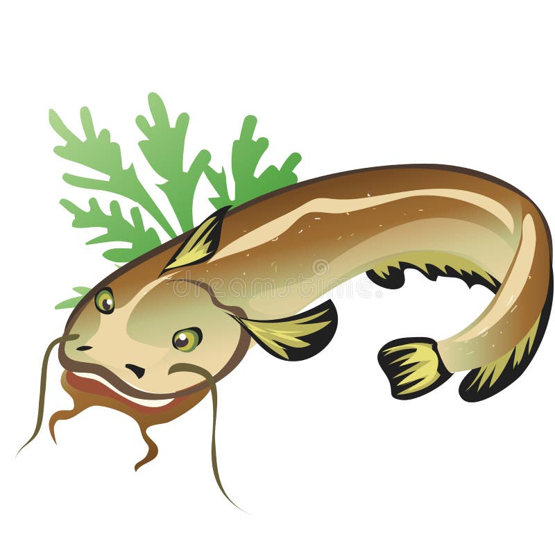 Flathead Fish Stock Illustrations – 28 Flathead Fish Stock ...