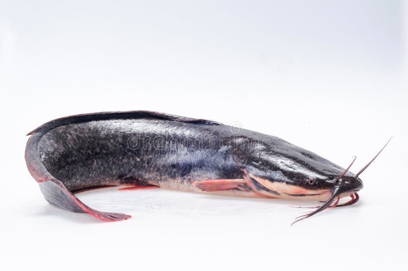 Catfish stock photo. Image of cartilaginous, food, isolated - 36310962