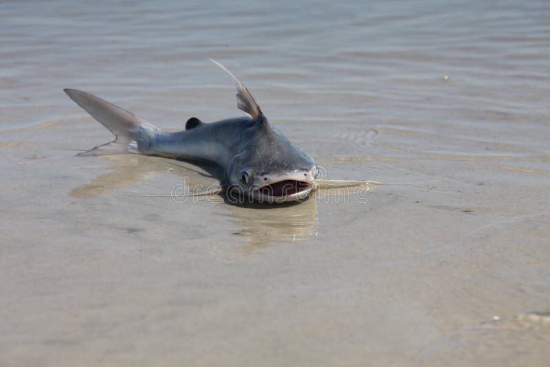 Catfish stock photo. Image of fish, hook, nature, wildlife - 113361176