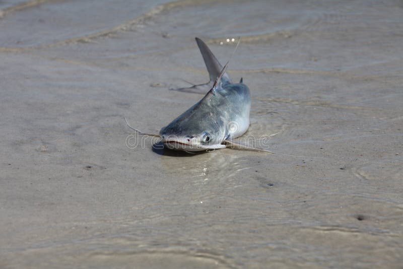 Catfish stock image. Image of wild, sand, silurus, fishing - 113361181