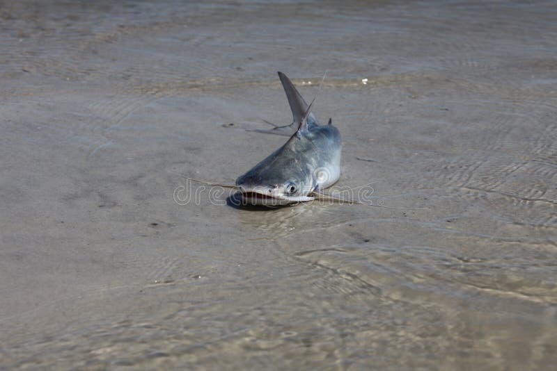 Catfish stock image. Image of background, sand, predator - 113361201