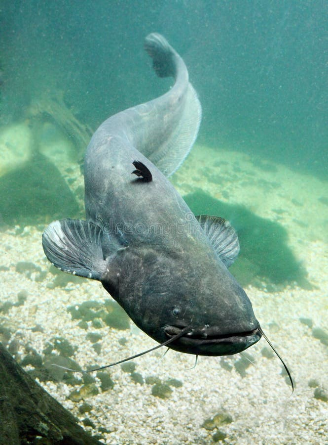 The Catfish (Silurus Glanis). Stock Photo - Image of hunting, nature ...