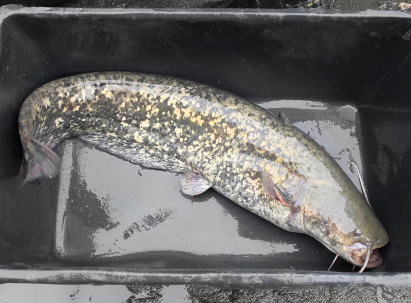 The Catfish (Silurus Glanis). Stock Photo - Image of adventure, catfish ...