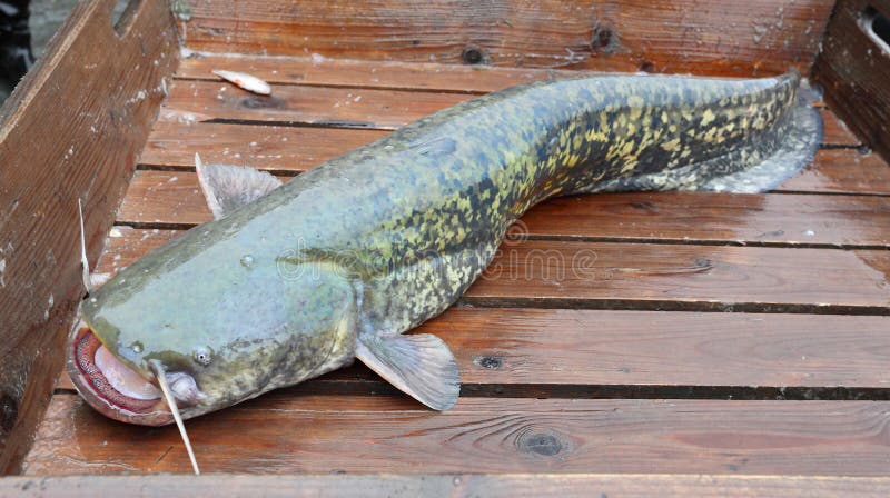 The Catfish (Silurus Glanis). Stock Photo - Image of adventure, catfish ...