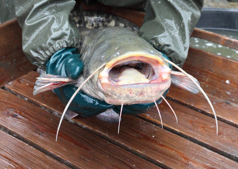 The Catfish (Silurus Glanis). Stock Photo - Image of adventure, catfish ...
