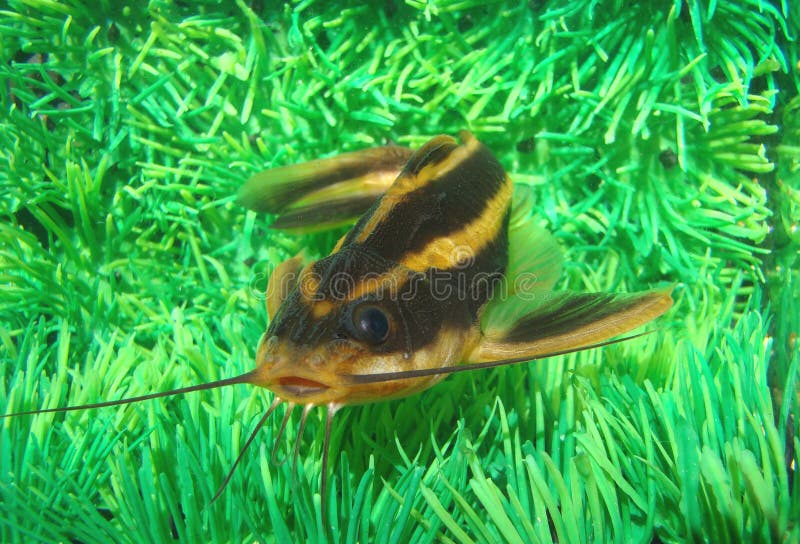Catfish striped stock photo. Image of maintenance, yellow - 9737182