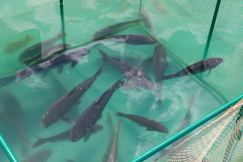 Catfish Swimming in the Pool Stock Photo - Image of growth, fresh ...