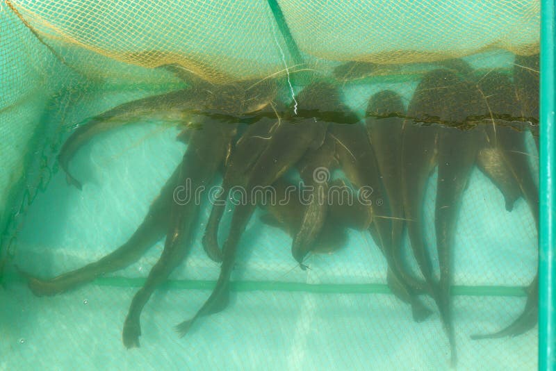 Catfish Swimming in the Pool Stock Photo - Image of aquatic, kitchen ...