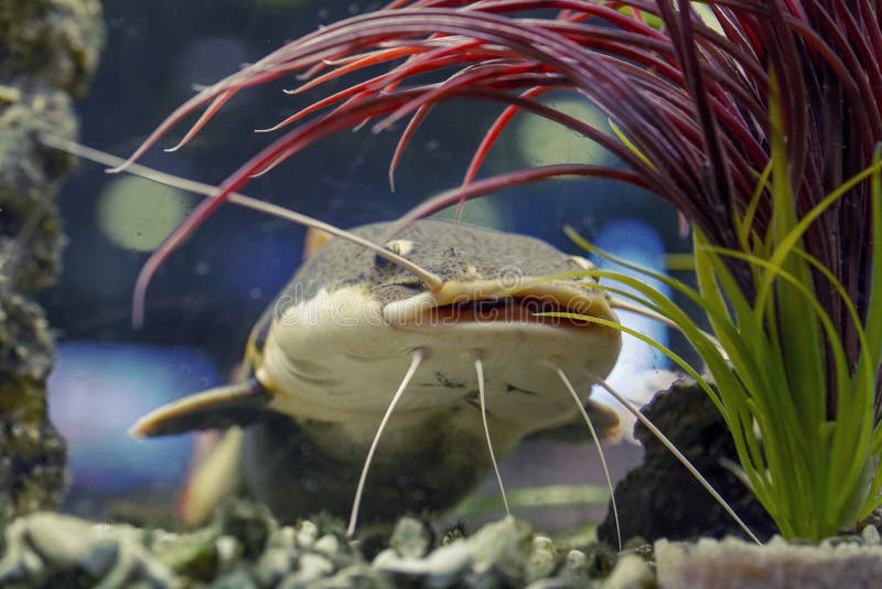 Big Catfish Swims in the Dark Sea Waters. Huge Fish in the Sunlight at ...